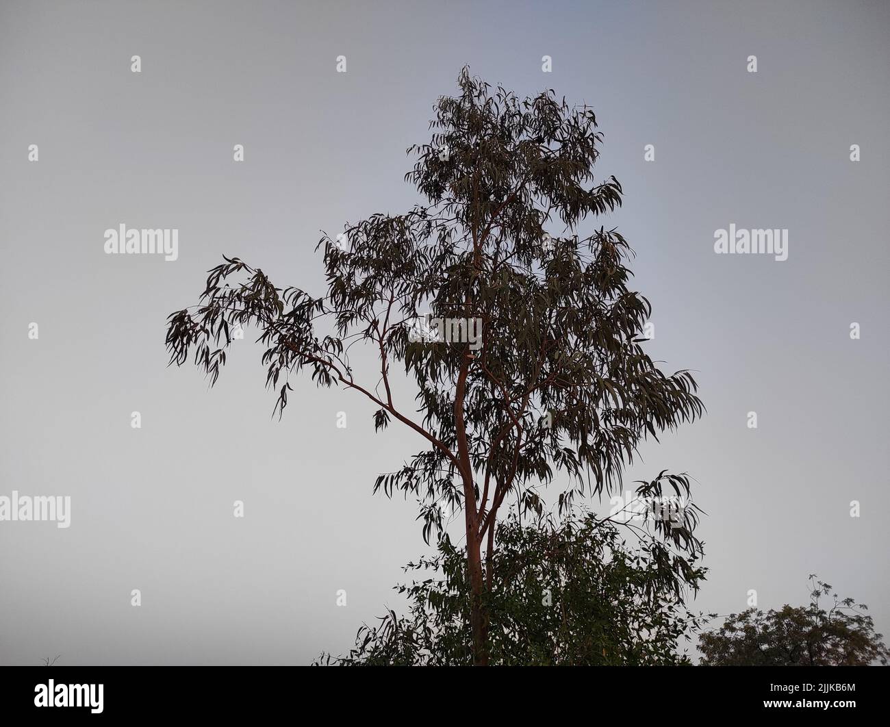Growing under tree hi-res stock photography and images - Alamy