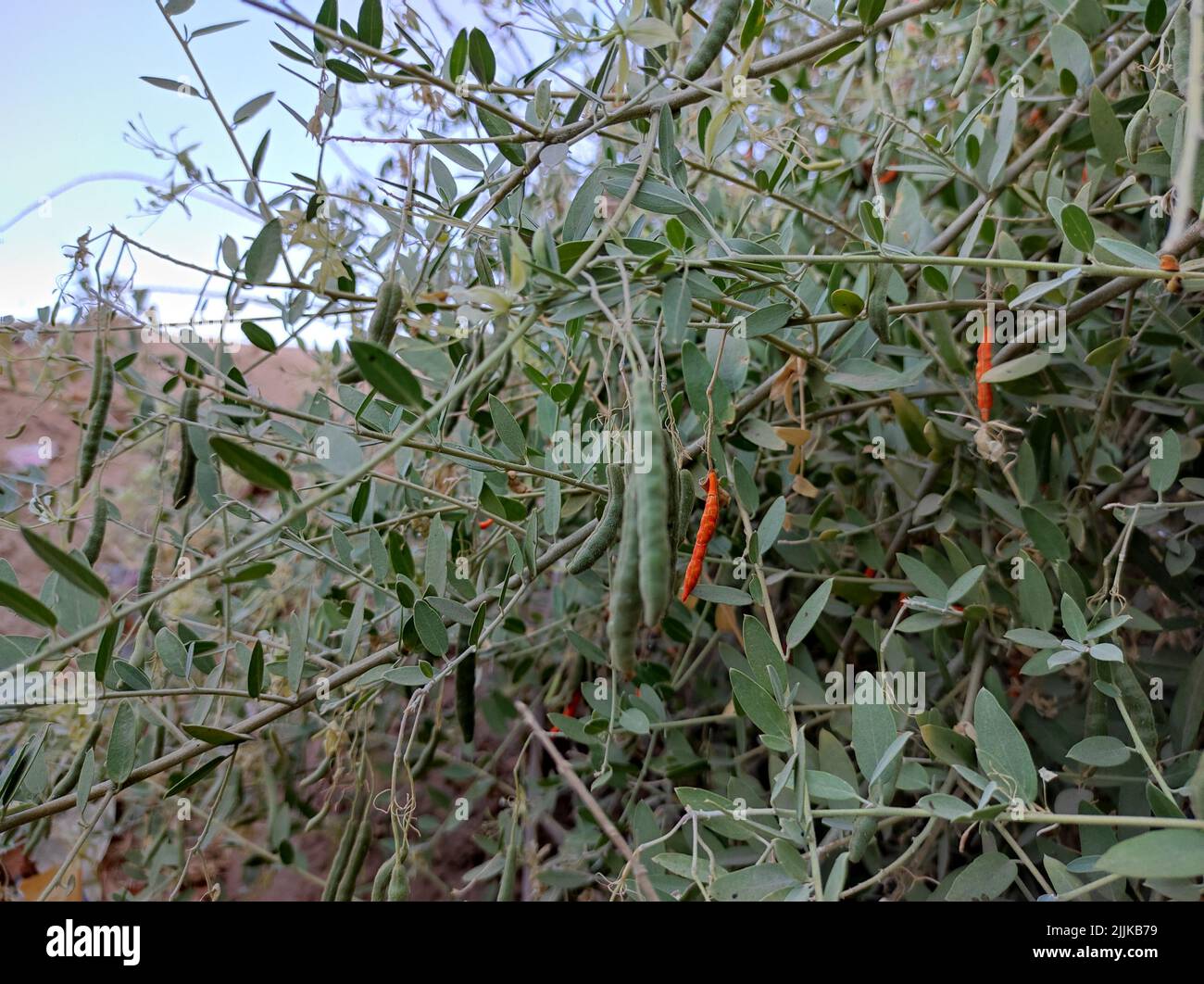 Indian cadaba hi-res stock photography and images - Alamy