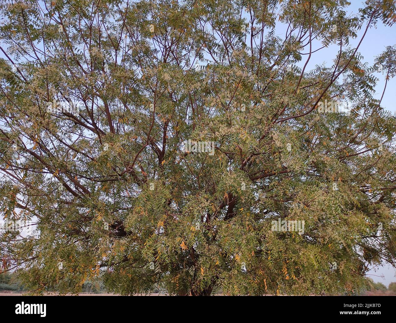 A view of a neem tree in its full bloom growing outside under the blue ...