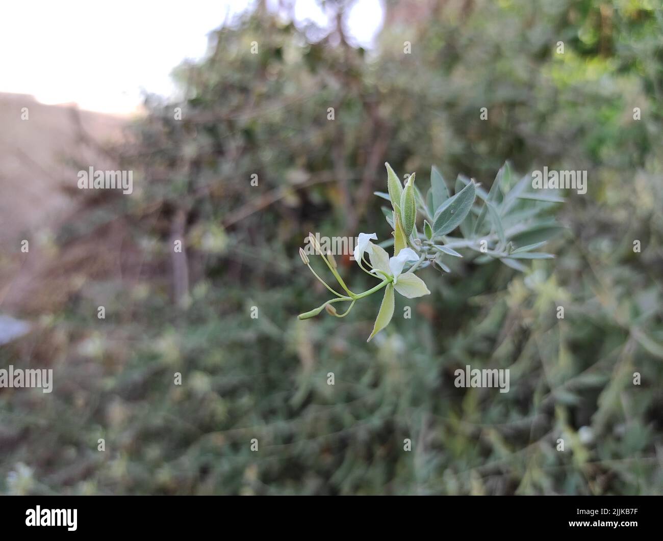 Indian cadaba hi-res stock photography and images - Alamy