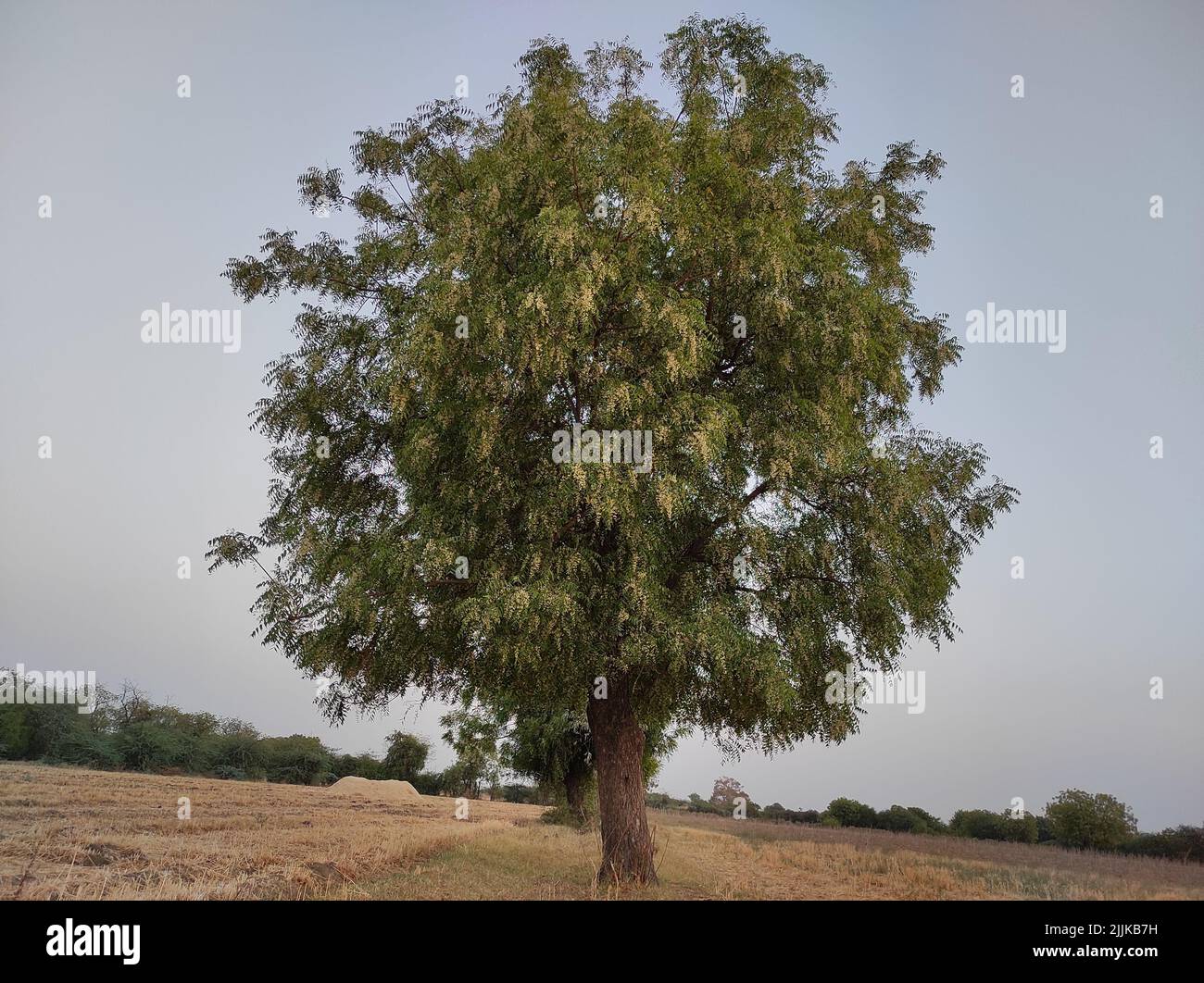 A view of a neem tree in its full bloom growing outside in a plain area ...