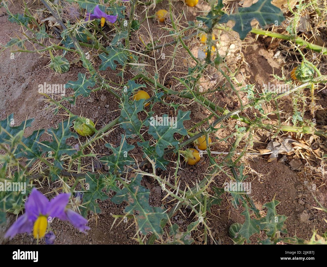 A Closeup Short Of Solanum Indicum Ayurvedic Medicine Plant Flower ...