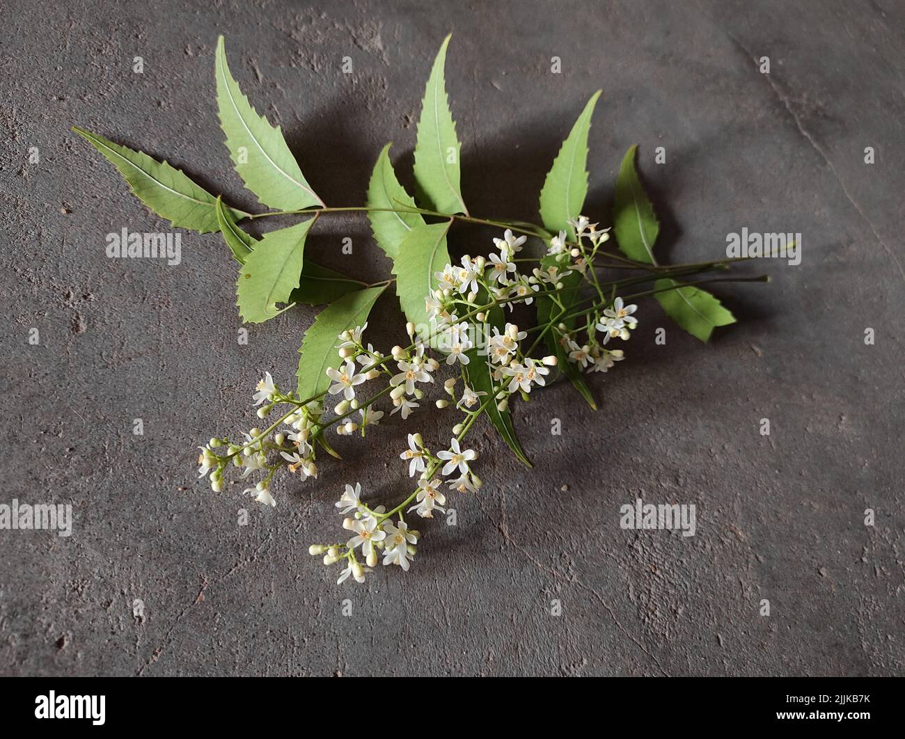 A view of neem tree branch with white flowers and green leaves on a ...