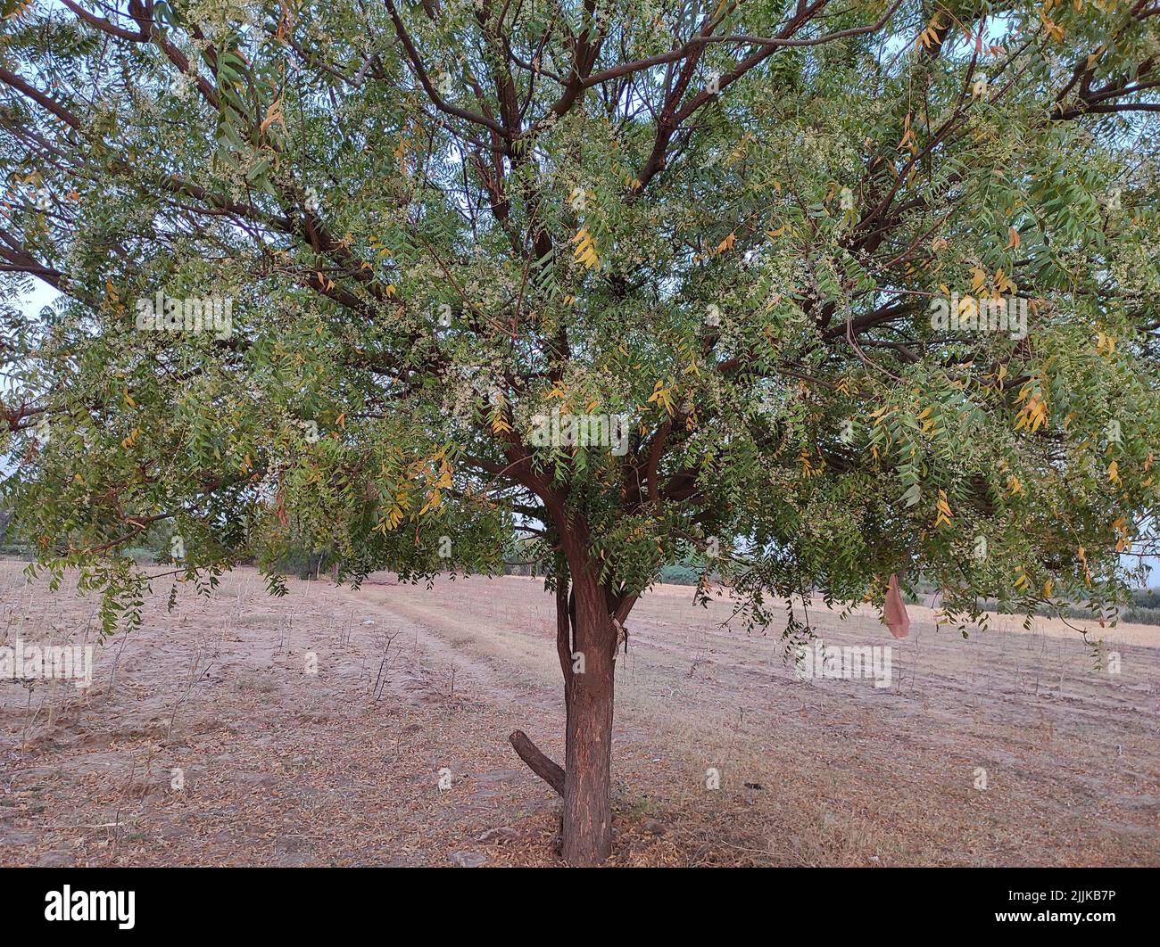 A view of a neem tree in its full bloom growing outside in a plain area ...