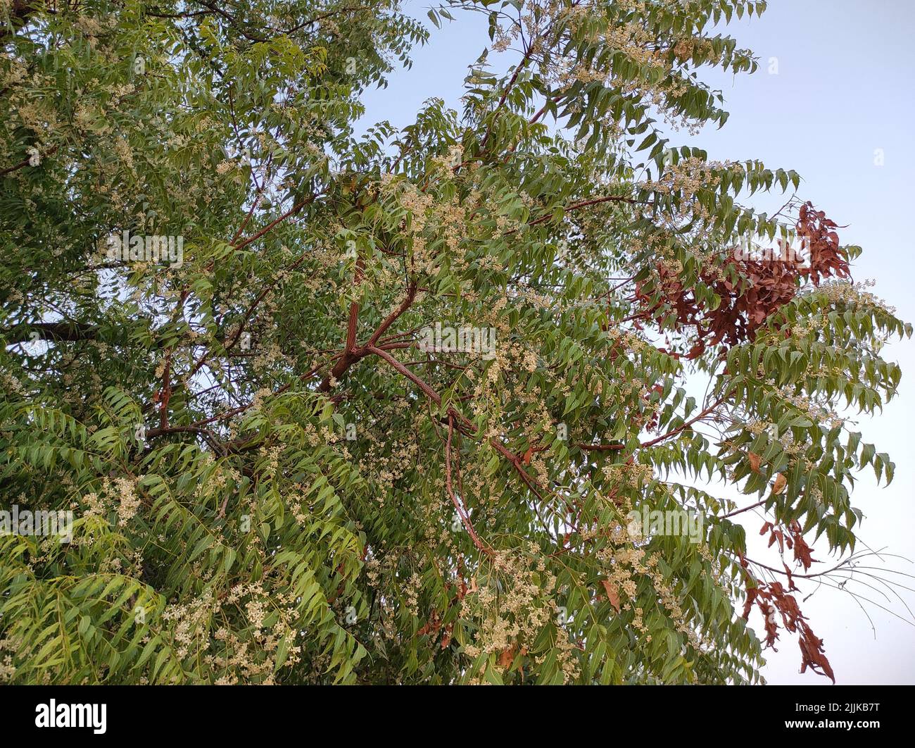 A view of a neem tree in its full bloom growing outside under the blue ...