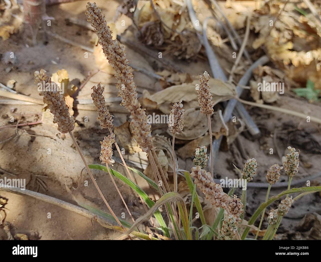A view of Psyllium plant (Isabgol Plant) growing from the sandy ground ...