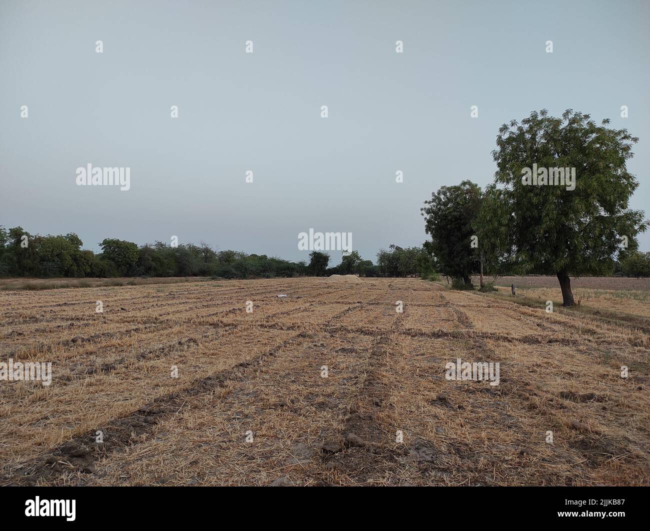 A view of a neem trees growing outside in a plain area with spread ...