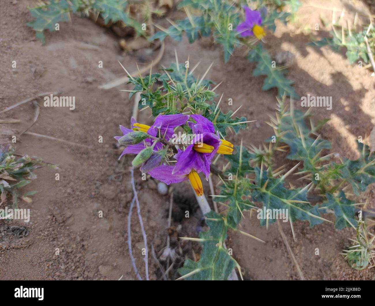 A Closeup Short Of Solanum Indicum Ayurvedic Medicine Plant Flower ...