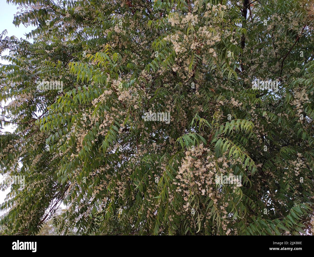 Neem tree wood hi-res stock photography and images - Alamy
