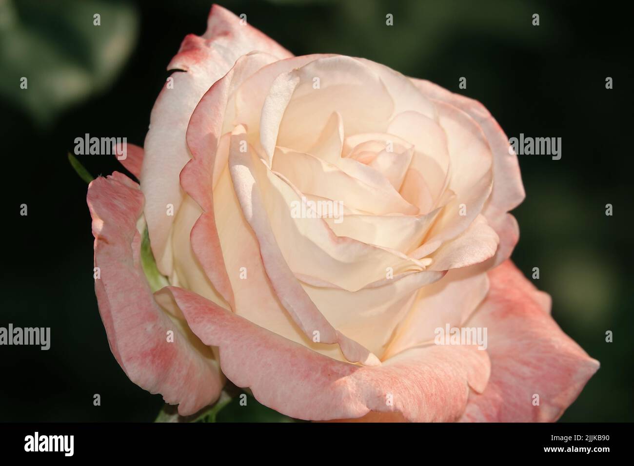 A close-up of a pink rose flower is a perennial bush plant of the ...