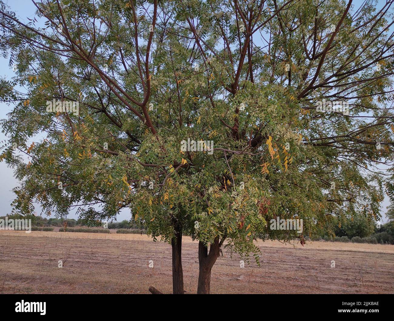 A view of a neem tree in its full bloom growing outside in a plain area ...