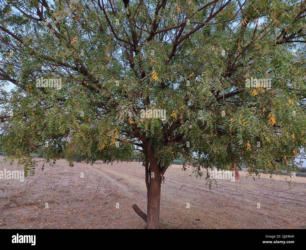 A view of a neem tree in its full bloom growing outside in a plain area ...