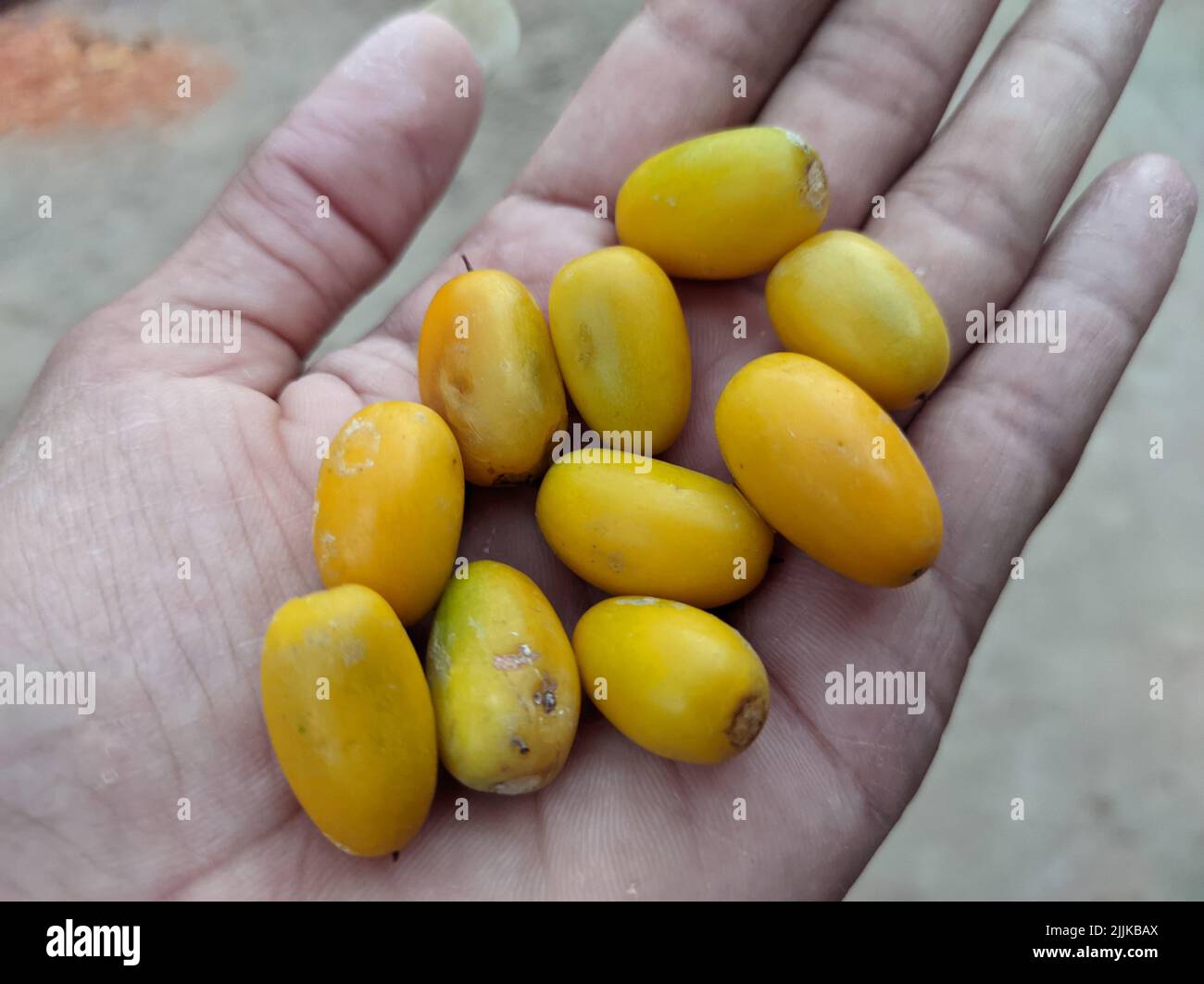 A view of Manilkara Hexandra yellow fruits in the palm of someone's ...