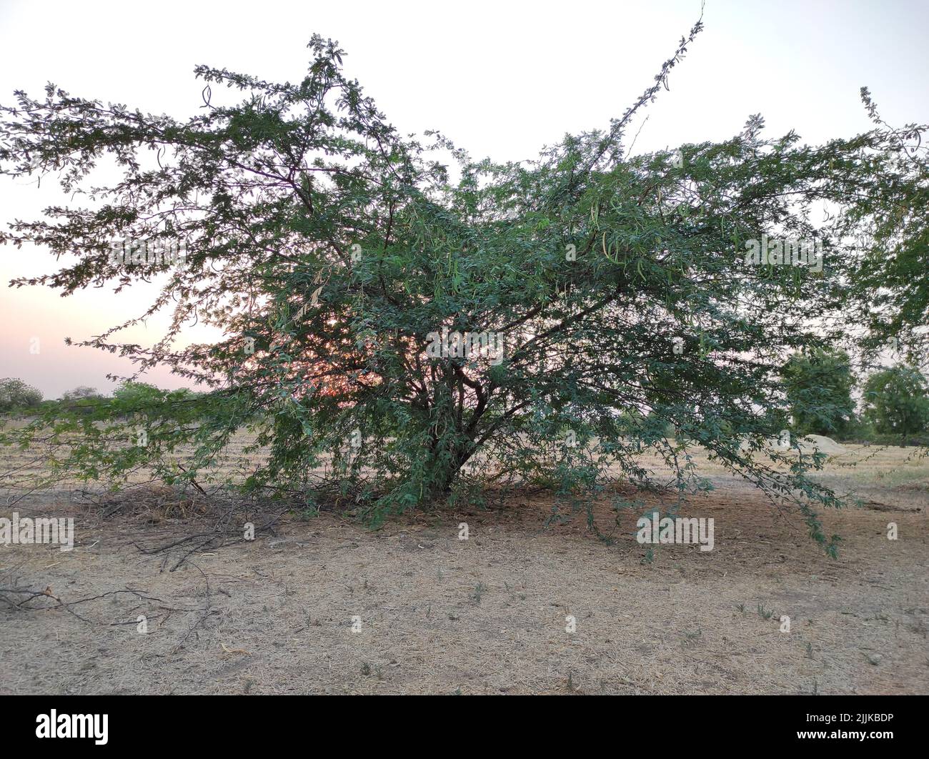 Vilayati hi-res stock photography and images - Alamy