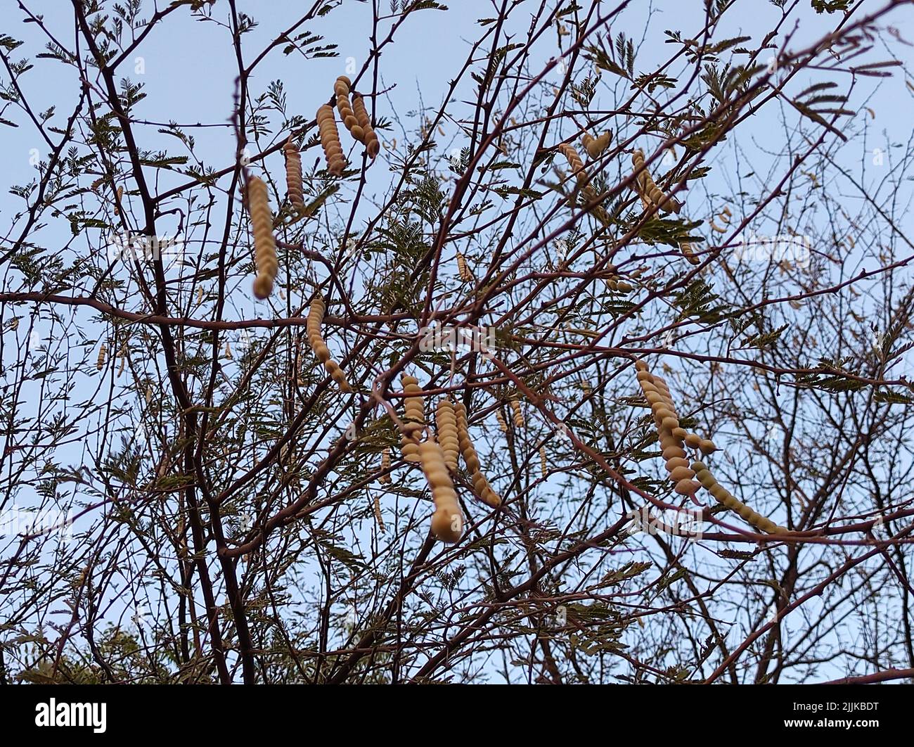 A Beautiful Shot Of Jungli Kikar Fruits And Leave Flower Tree Photos ...