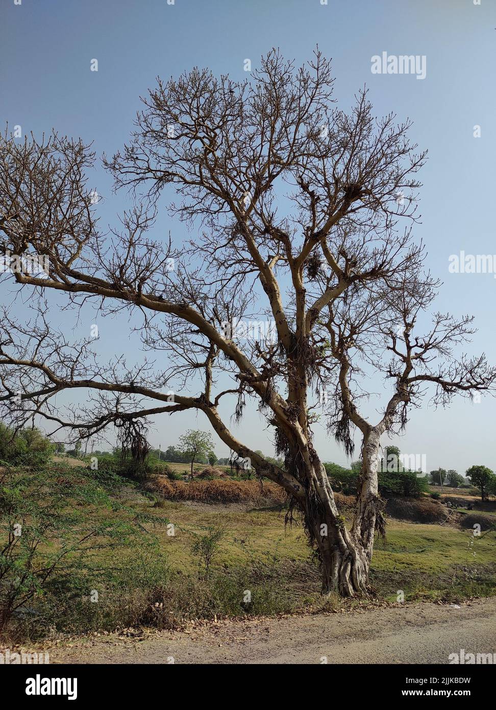 Trees photo background hi-res stock photography and images - Alamy