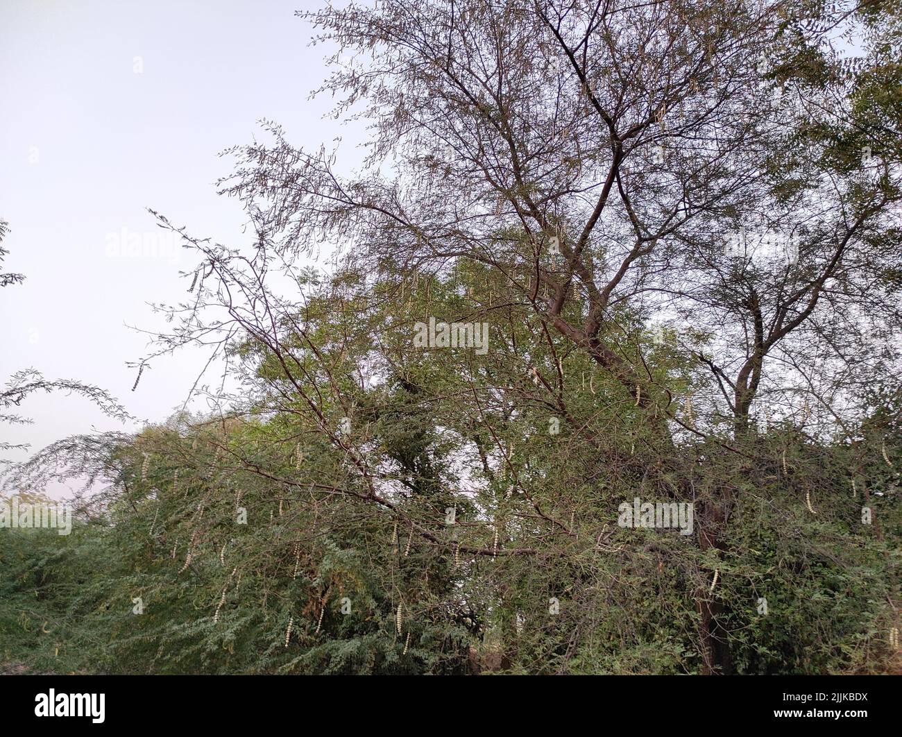 A Beautiful Shot Of Jungli Kikar Fruits And Leave Flower Tree Photos ...