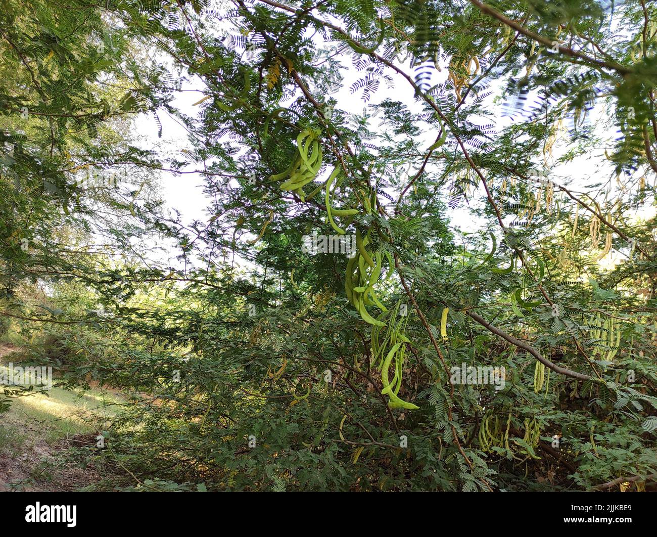 Vilayati babul hi-res stock photography and images - Alamy