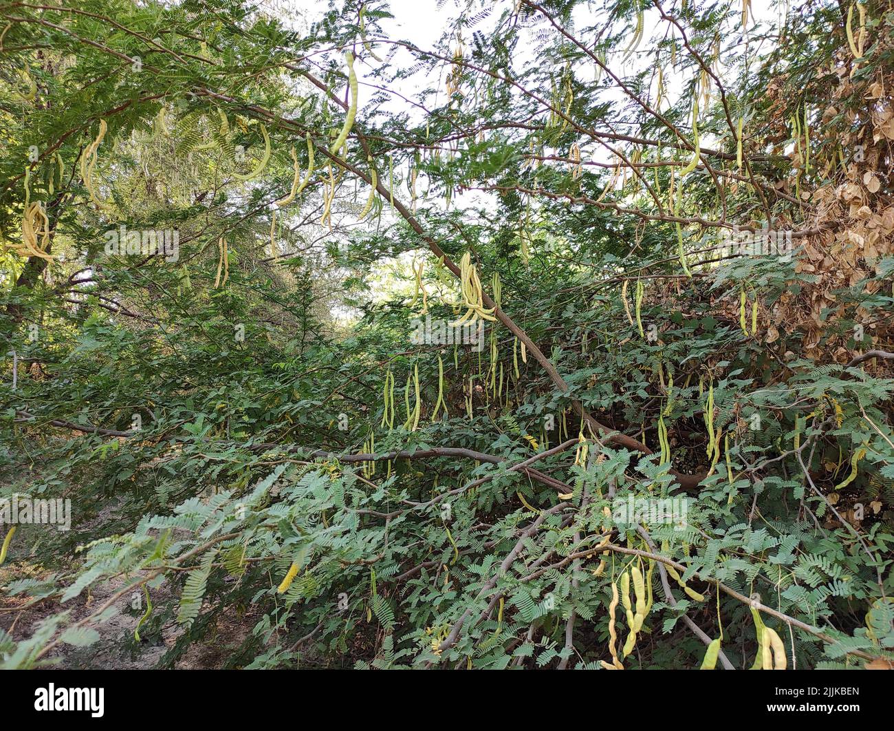A Beautiful Shot Of Jungli Kikar Fruits And Leave Flower Tree Photos ...