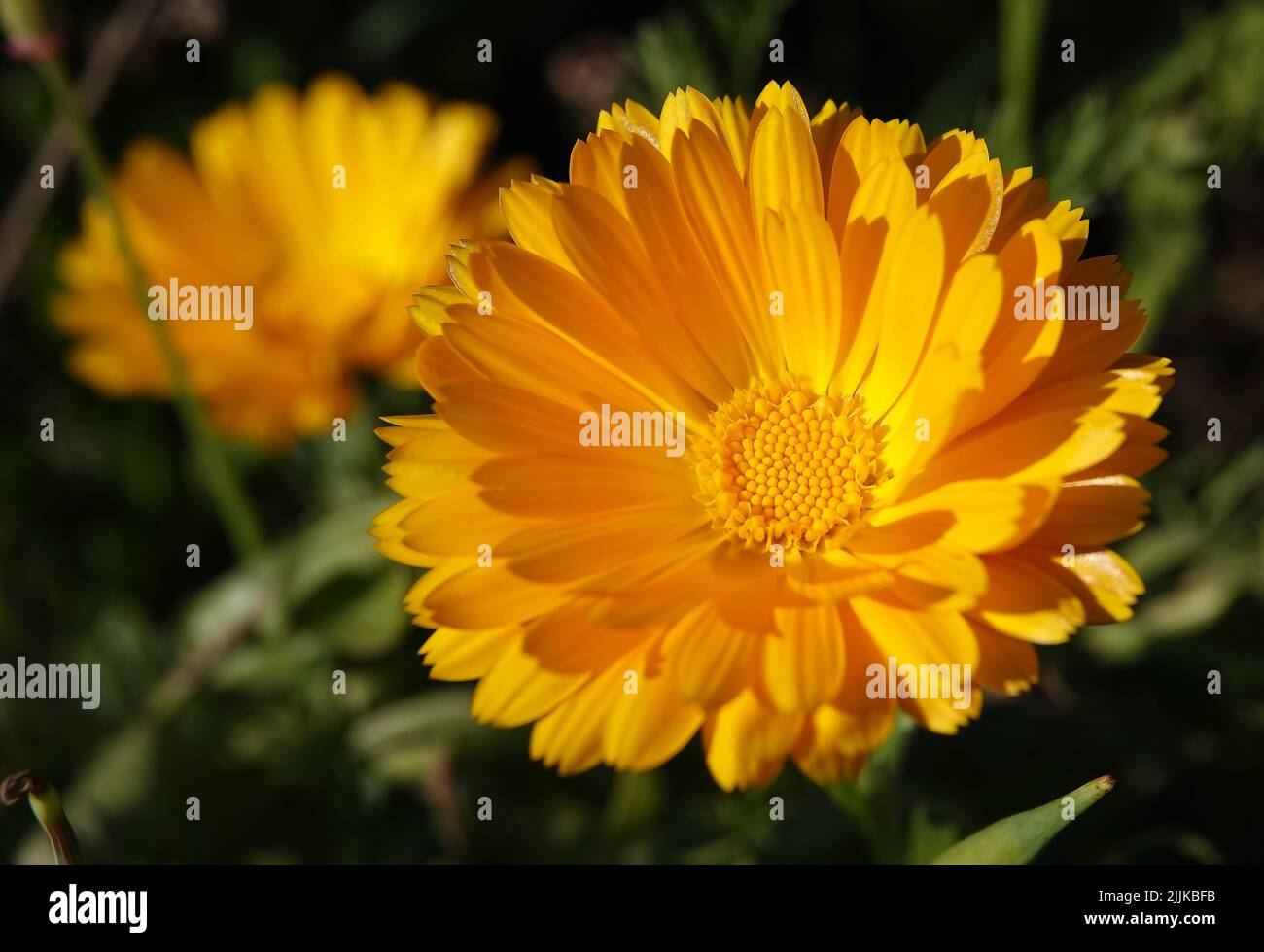 Calendula flower is a perennial herbaceous plant of the Asteraceae ...