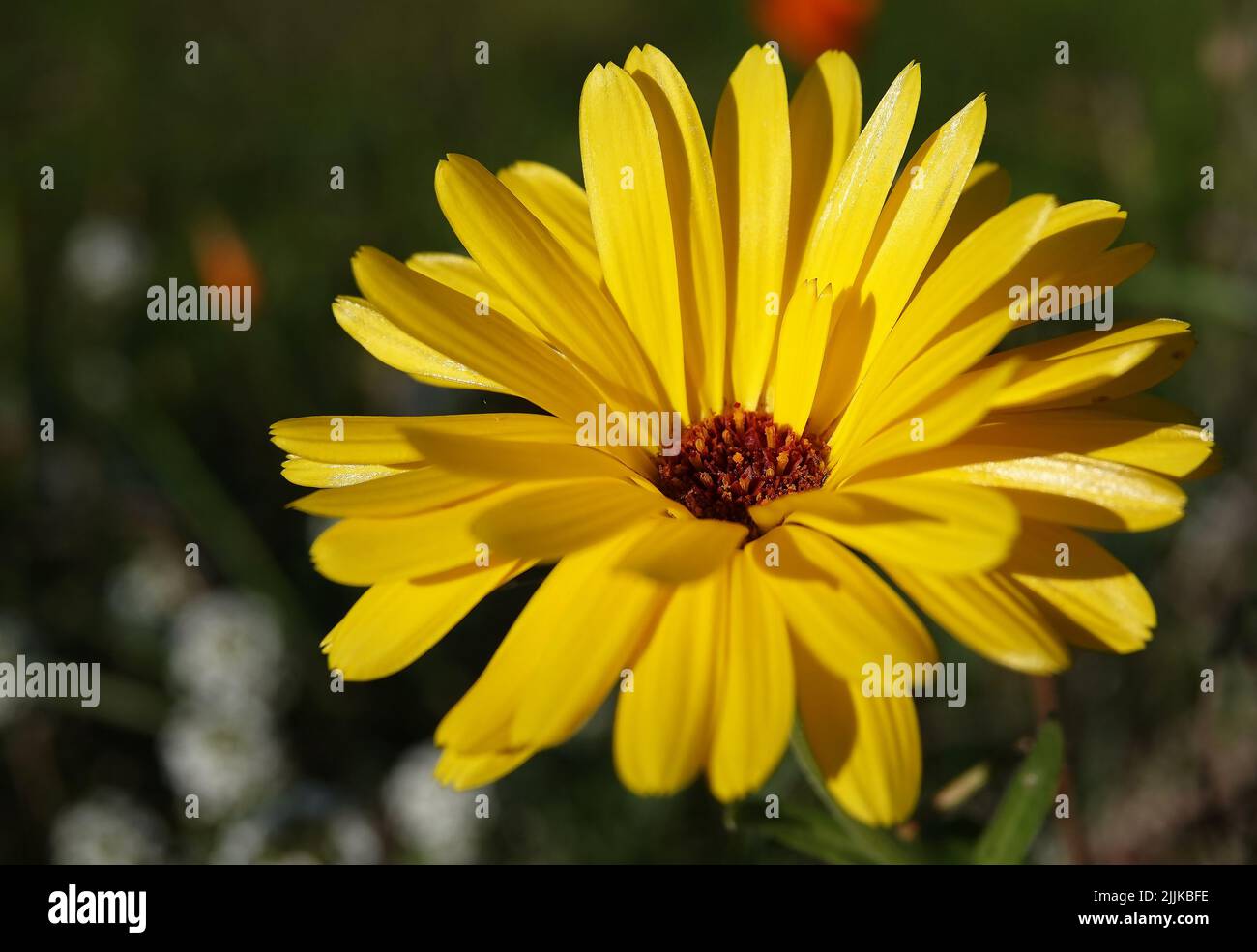 Calendula flower is a perennial herbaceous plant of the Asteraceae ...