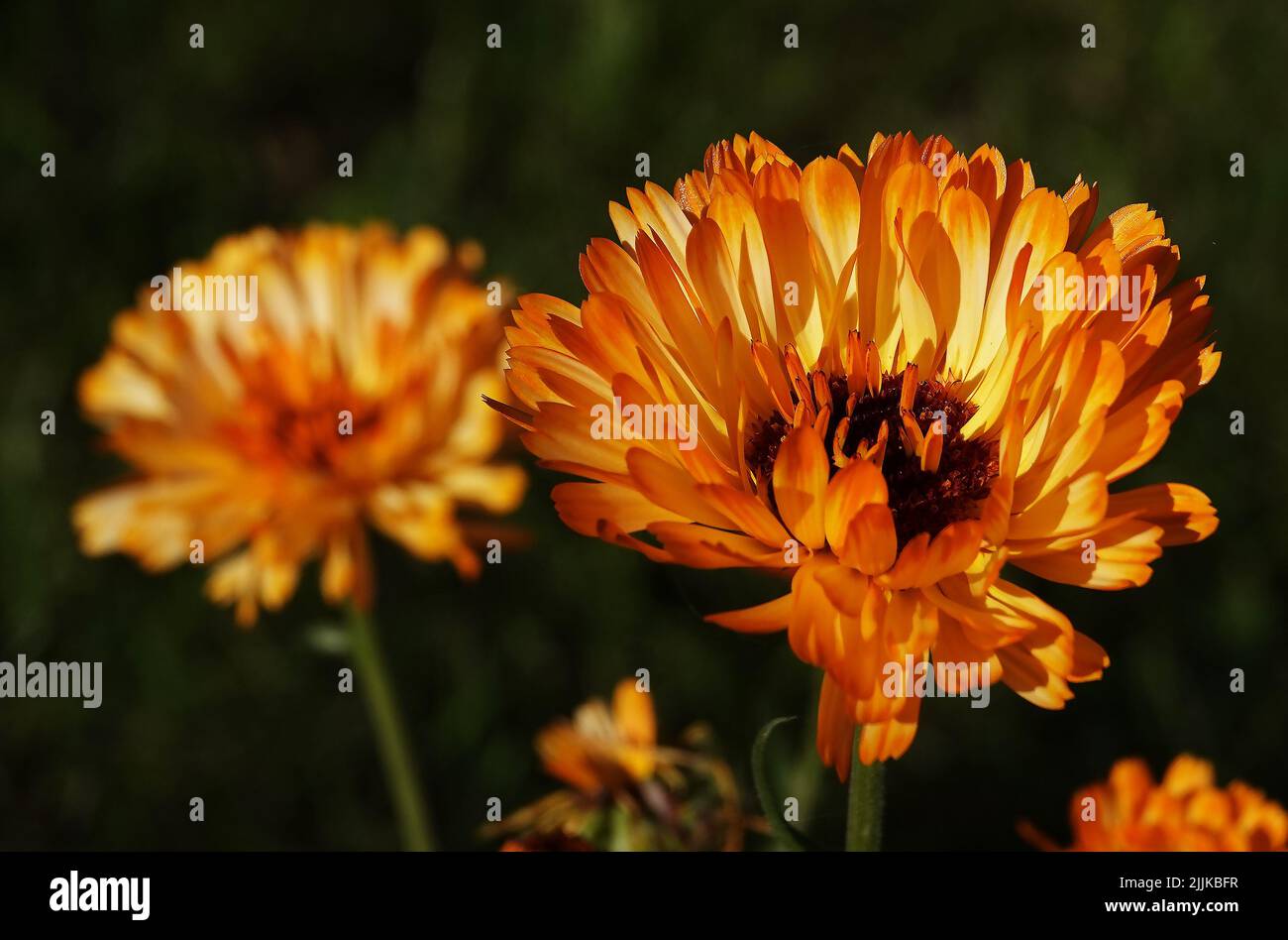 Calendula flower is a perennial herbaceous plant of the Asteraceae ...
