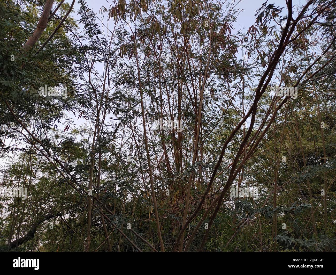 Kabuli kikar hi-res stock photography and images - Alamy