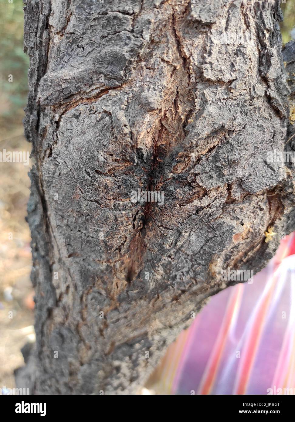 A vertical shot of an old tree bark with differend textures in the ...