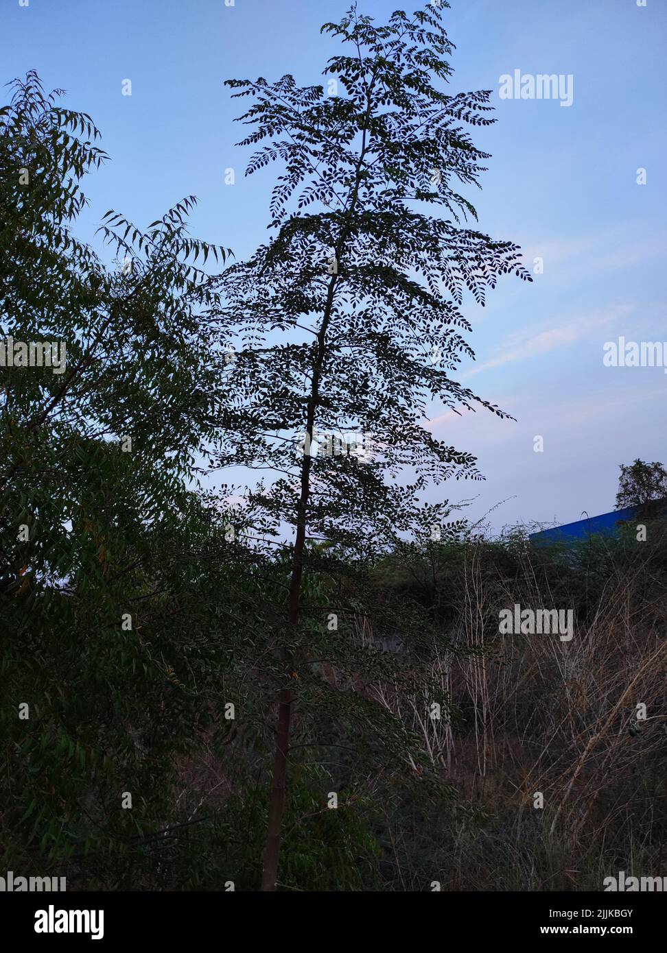 Trees photo background hi-res stock photography and images - Alamy
