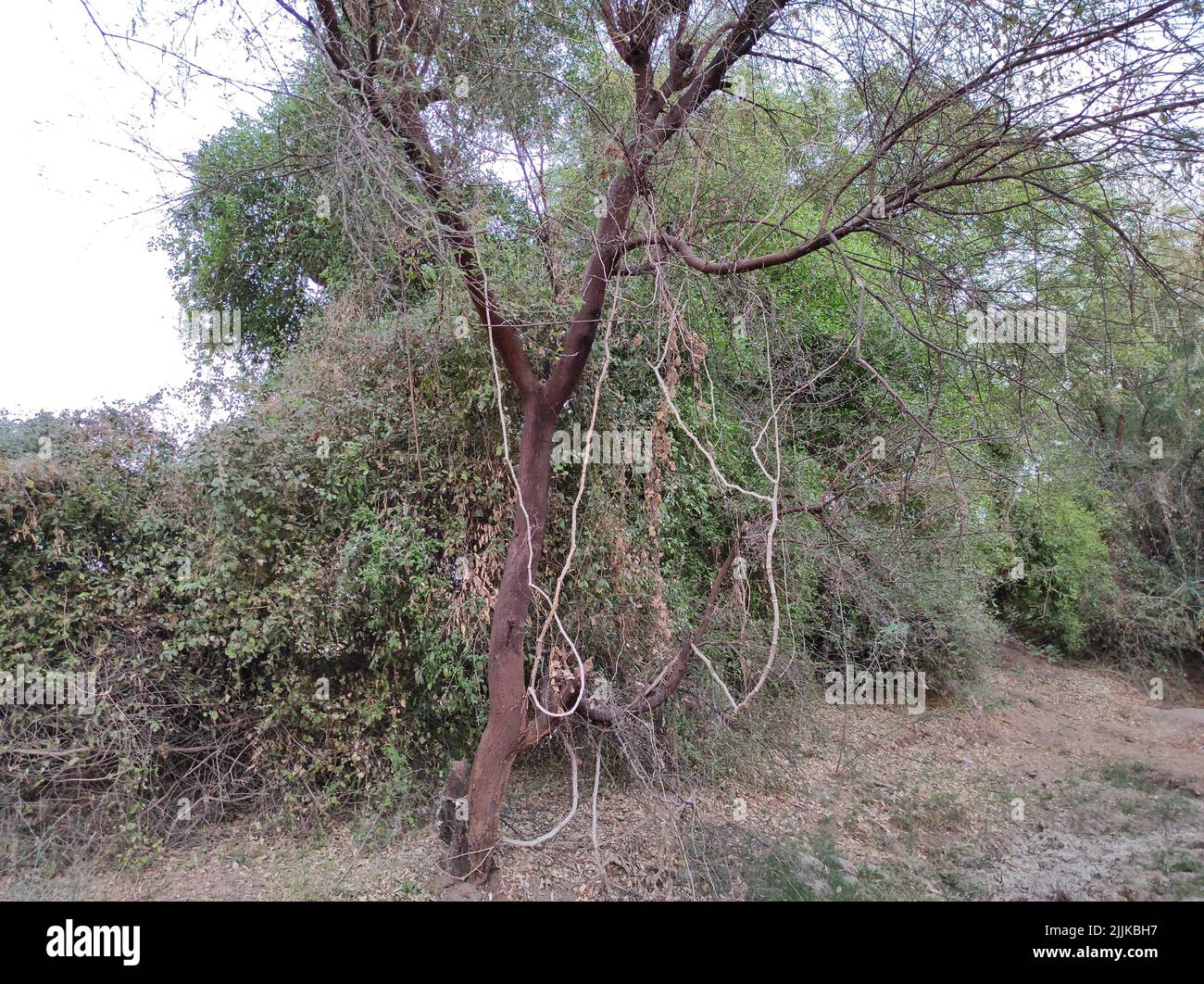 Baval hi-res stock photography and images - Alamy