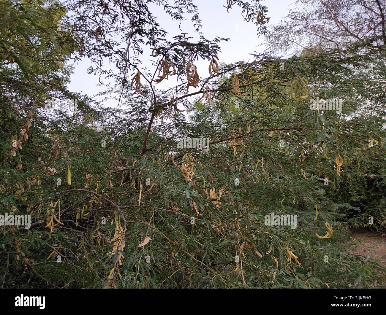 Mulla tree hi-res stock photography and images - Alamy