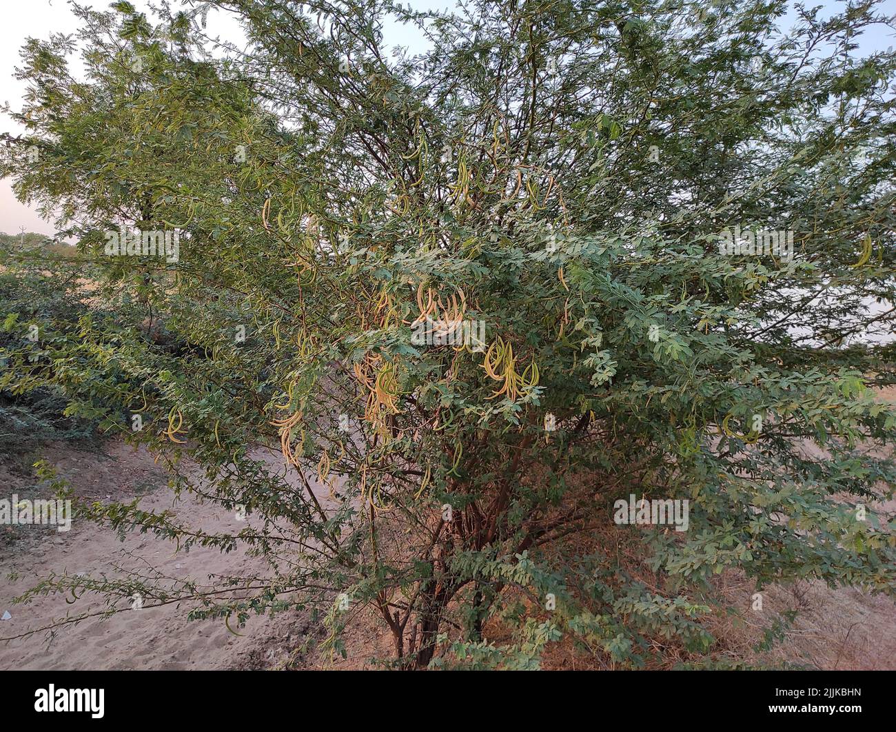 A Beautiful Shot Of Jungli Kikar Fruits And Leave Flower Tree Photos ...