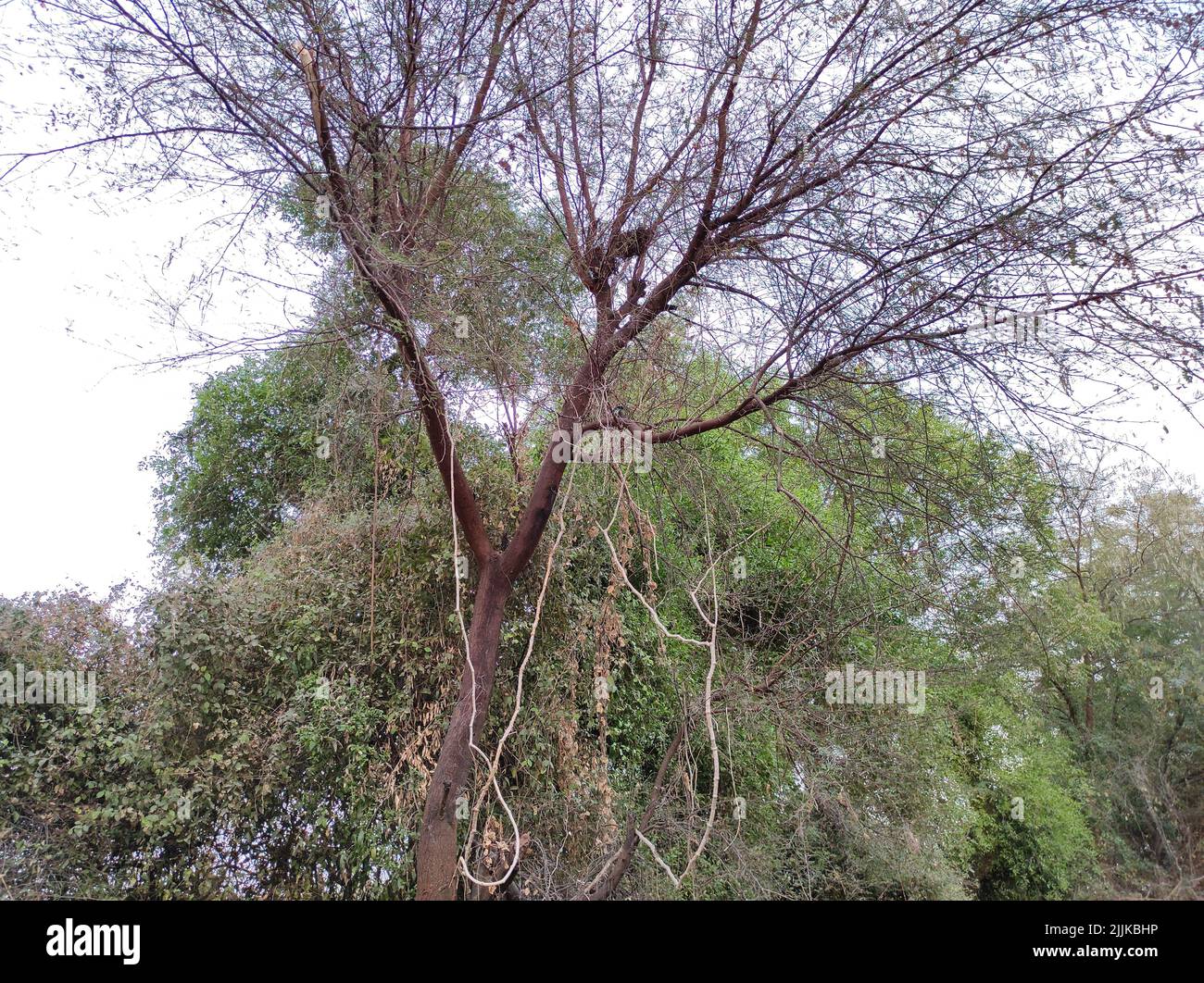 Trees photo background hi-res stock photography and images - Alamy