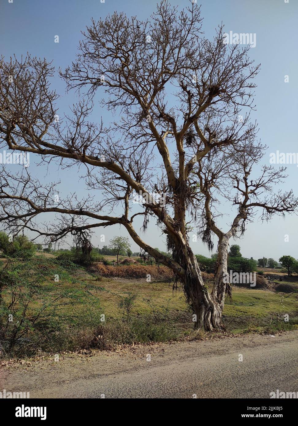 Trees photo background hi-res stock photography and images - Alamy