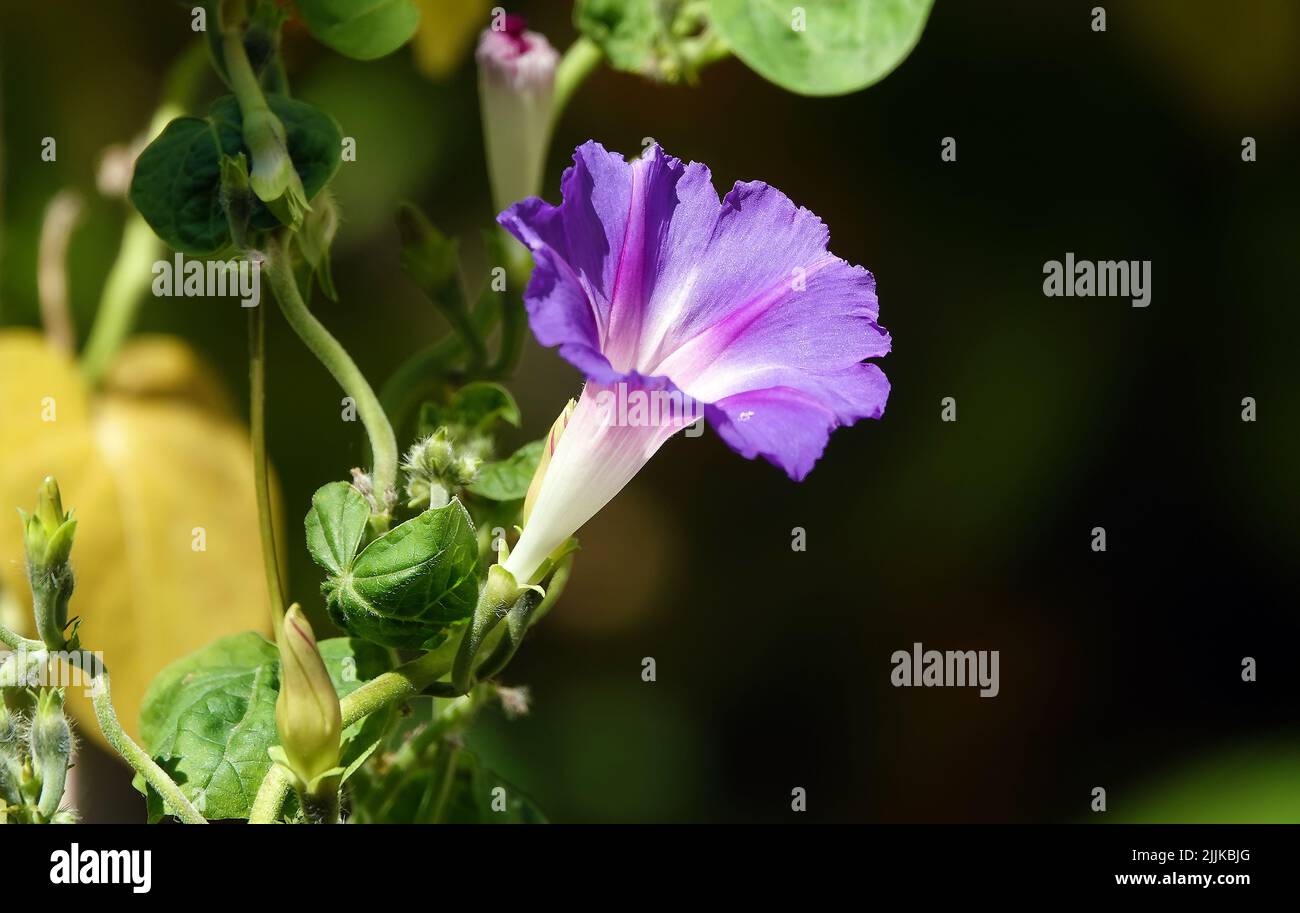 Ipomoea Nile flowers are a perennial climbing plant, the Bindweed ...
