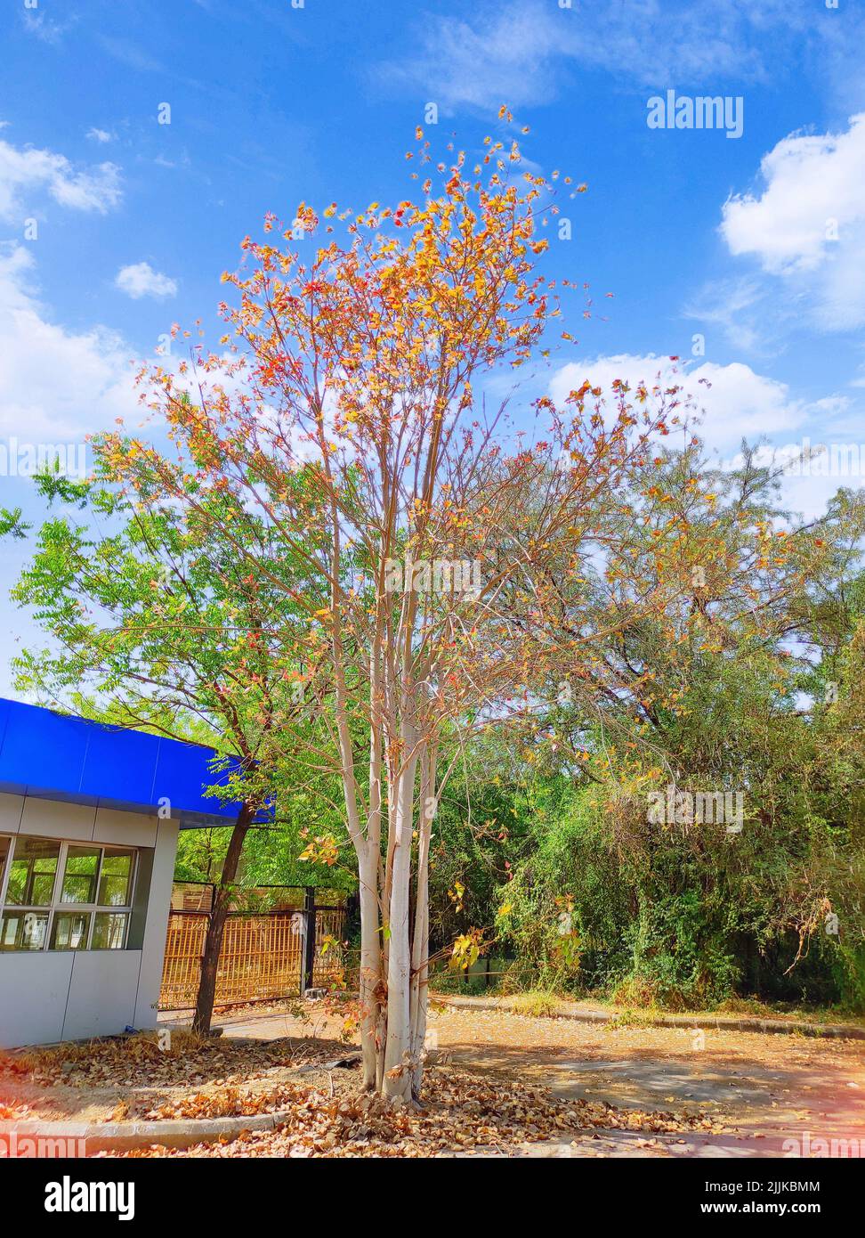 A Beautiful Short Of Ficus Religiosa Tree Fruits And Leave Stock Photo ...