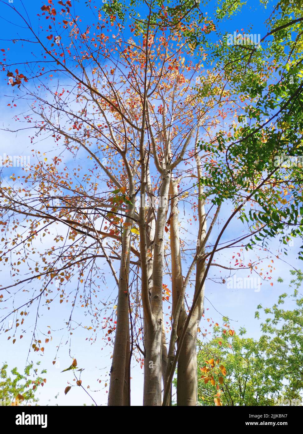 Asvattha hi-res stock photography and images - Alamy