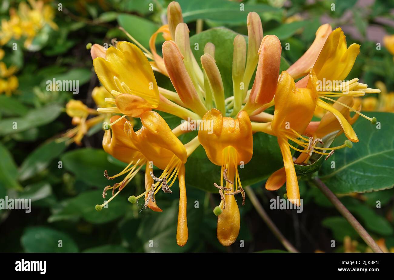 Flowers Curly honeysuckle is a climbing shrub, honeysuckle family Stock ...