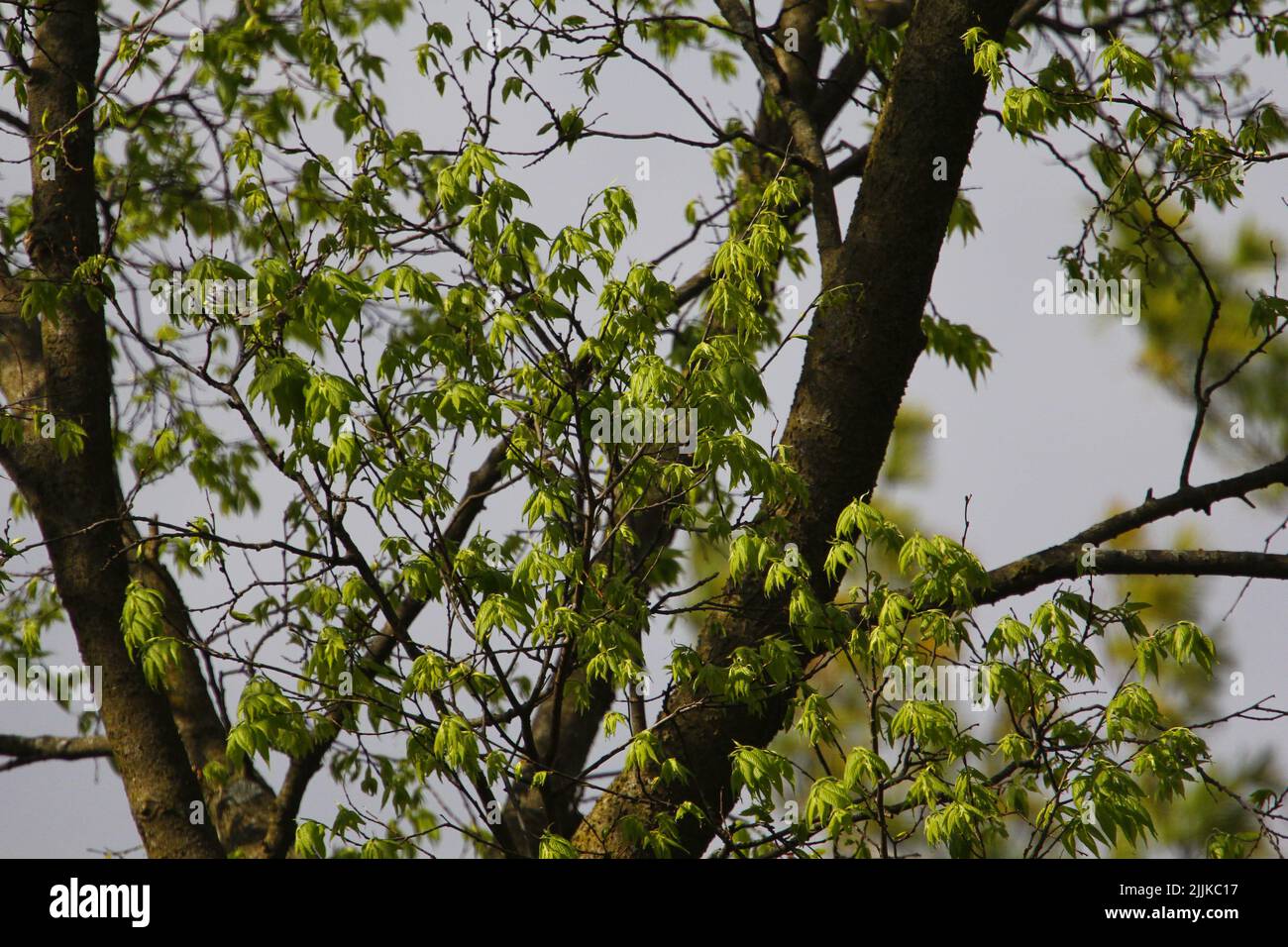 Ash leaf maple tree hi-res stock photography and images - Alamy