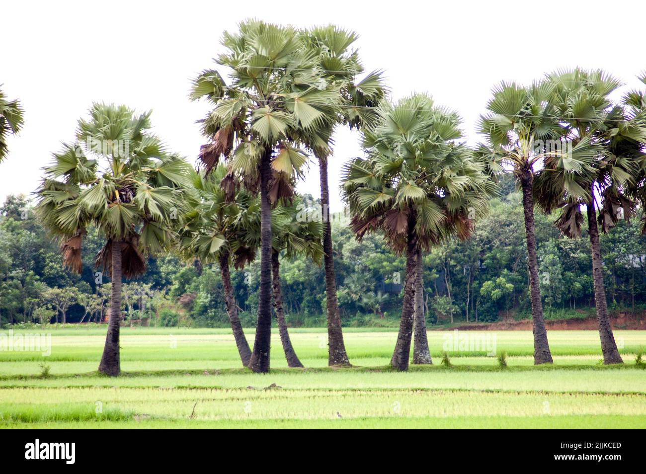 A beautiful view of few palm trees growing in the middle of a field ...