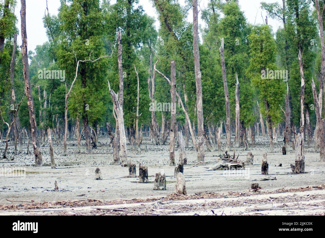 The Sunderbans devastated by the cyclone Stock Photo - Alamy