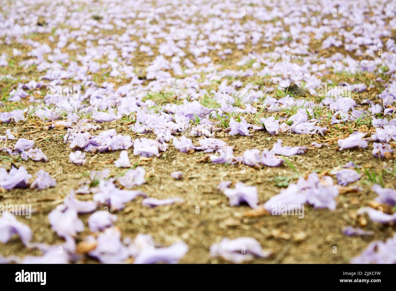 Jacaranda tree petals hi-res stock photography and images - Alamy