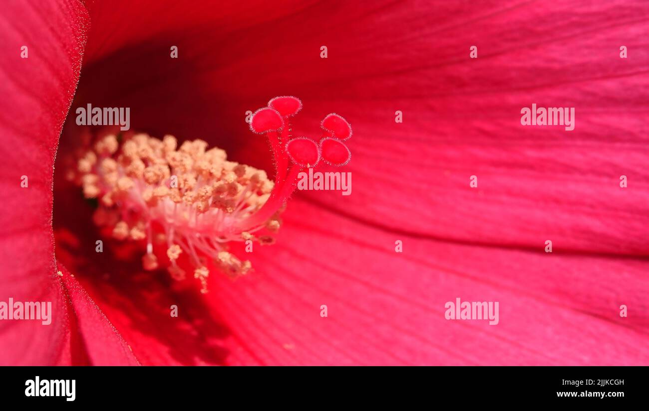 Marsh hibiscus is a perennial plant in the Malvaceae family Stock Photo ...
