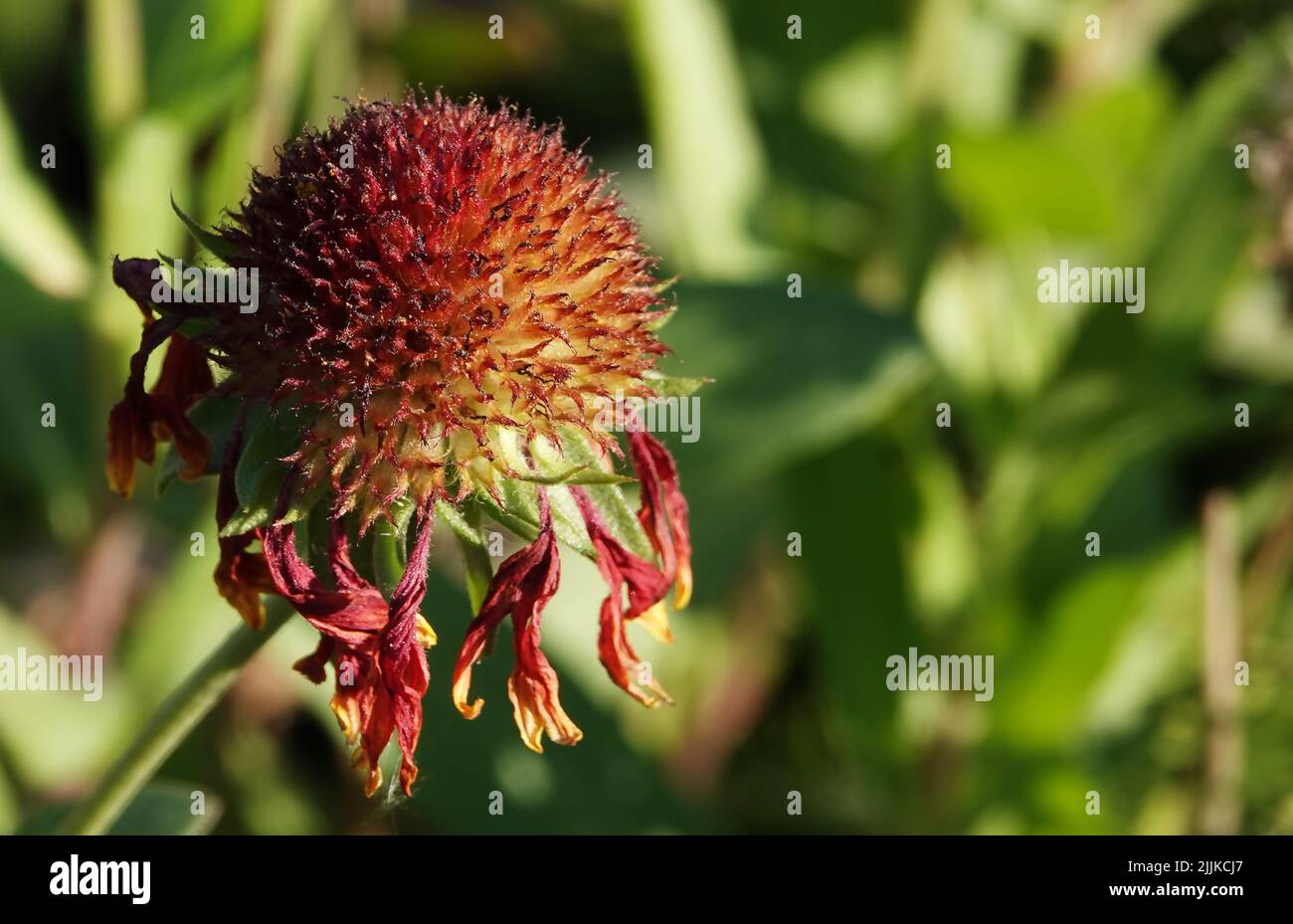 Flowers Gaillardia beautiful is an annual plant, the Aster family ...