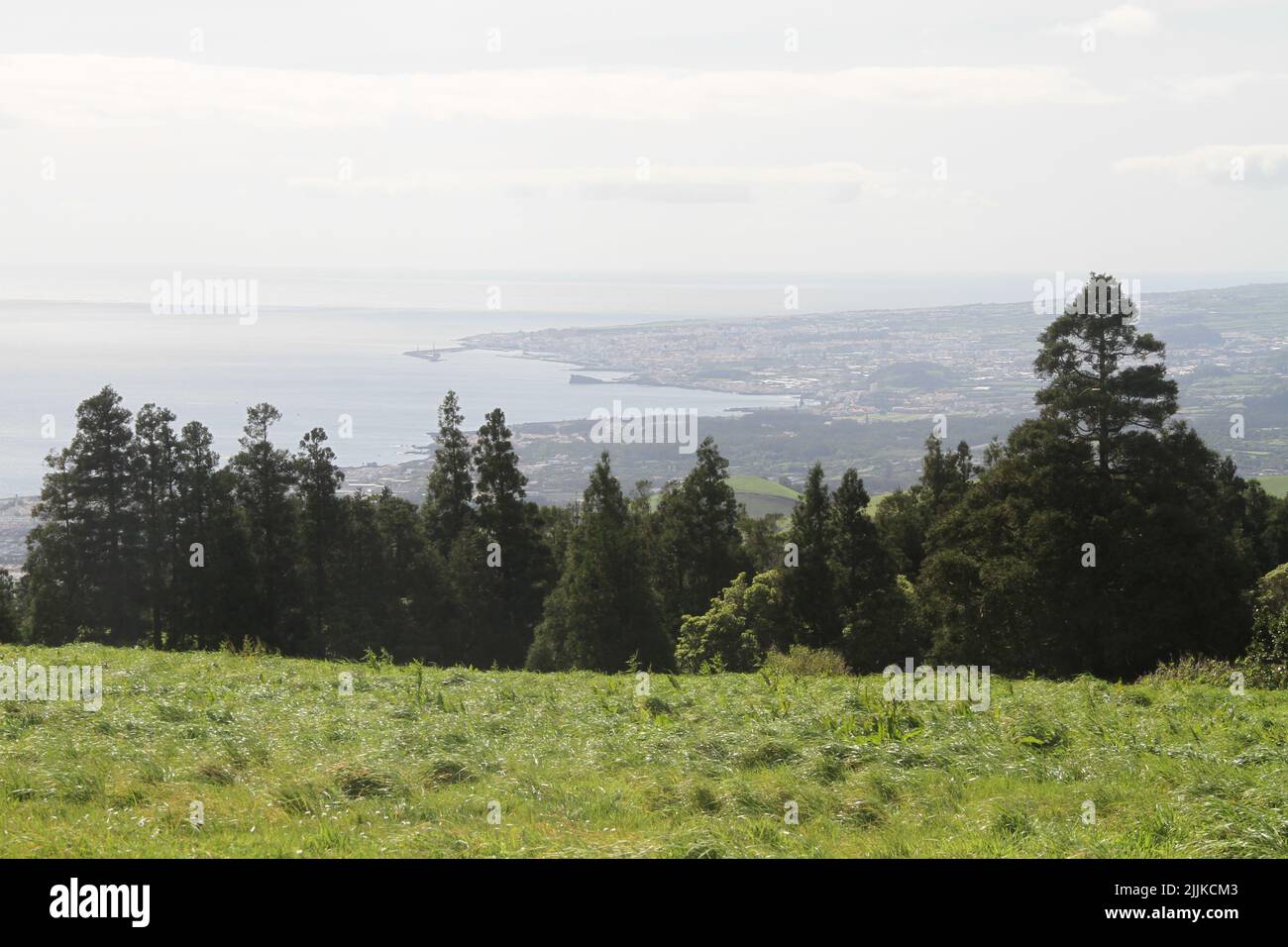 A mysterious view of a forest with pine trees and the coast visible in ...