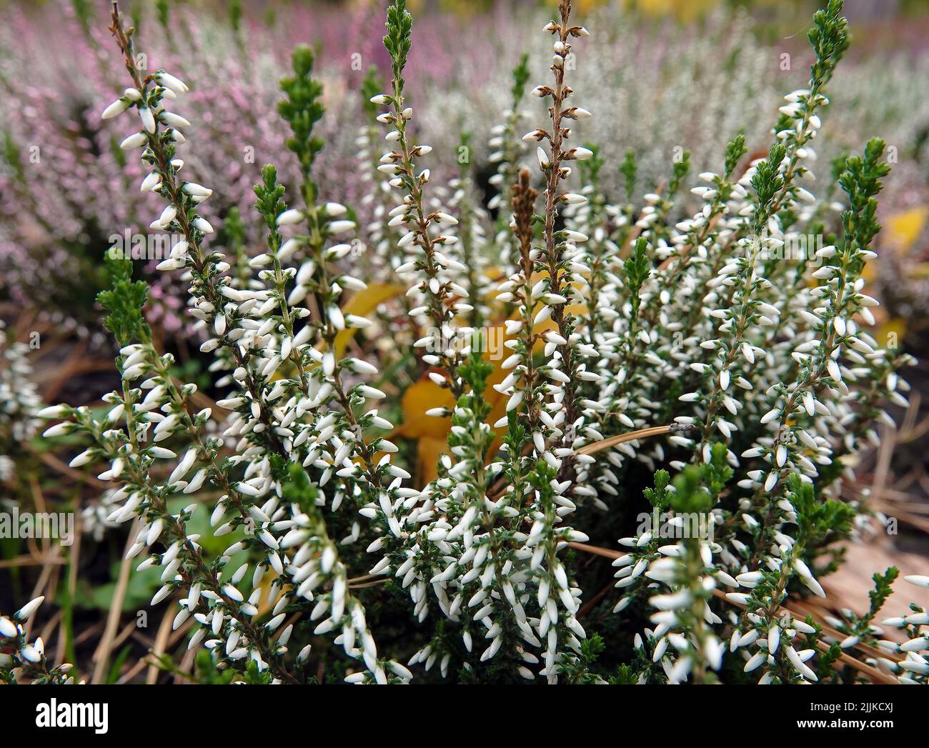 Flowers Heather is an evergreen shrub, a species of the genus Flowering ...