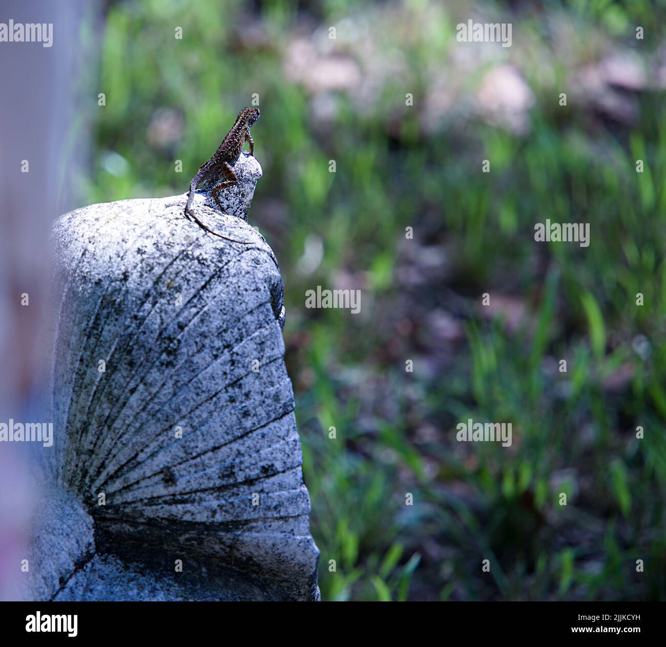 A shallow focus shot of a lizard on a sphinx sculpture head Stock Photo ...