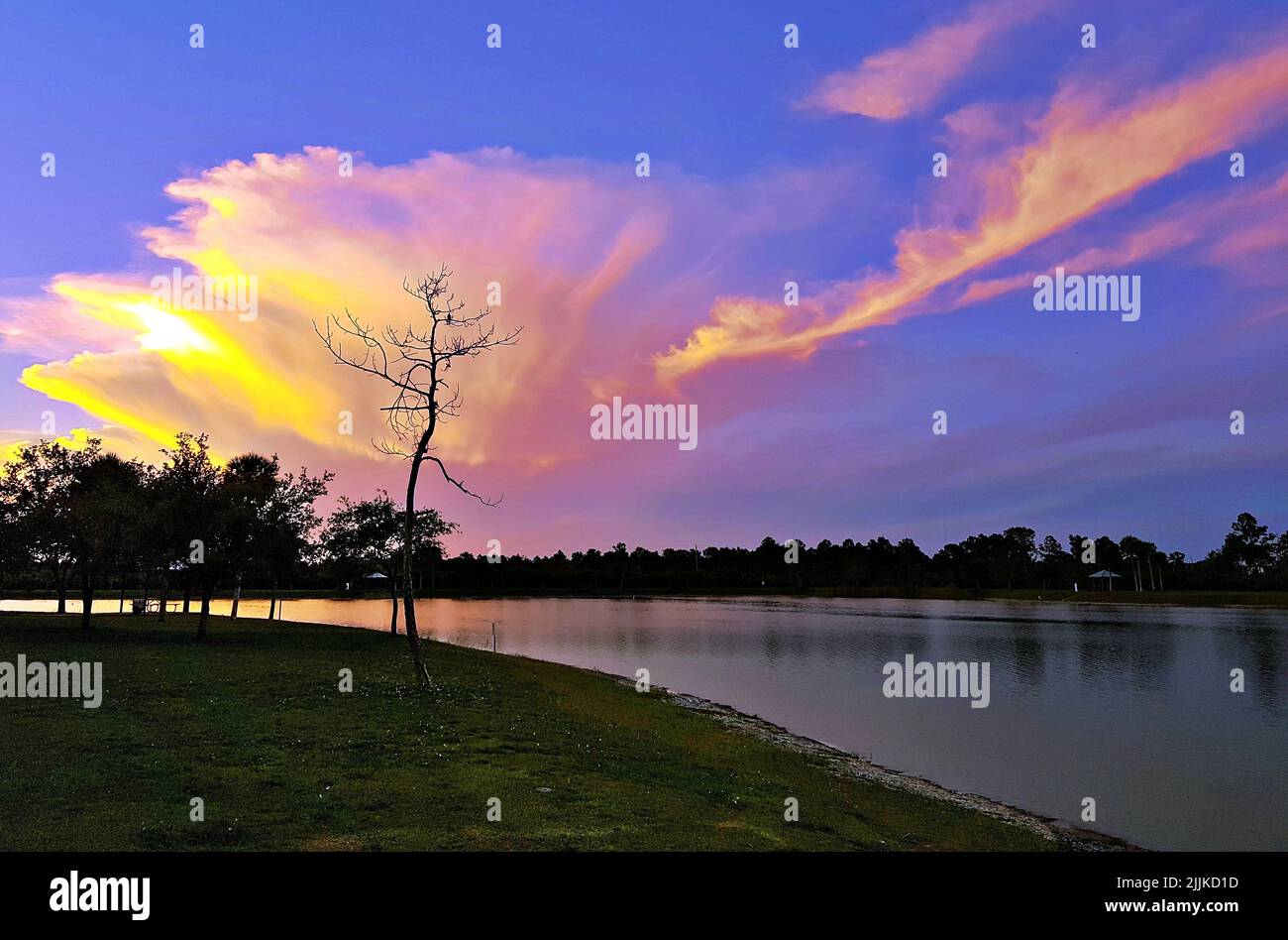 Miami park tree hi-res stock photography and images - Alamy