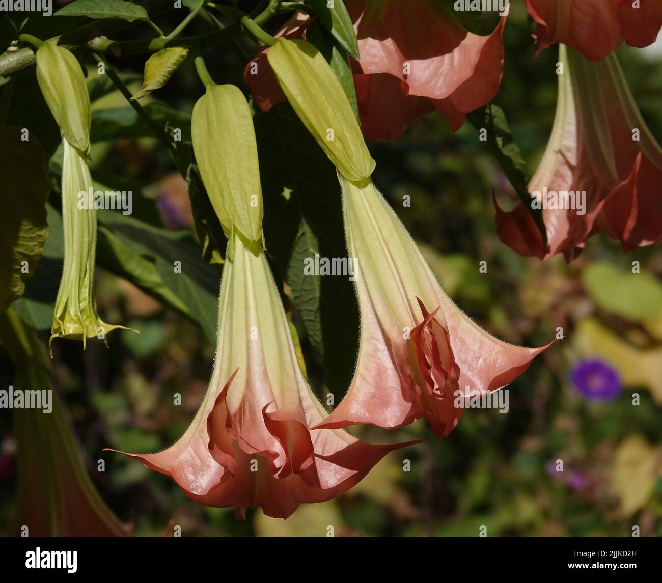 Flowers Brugmansia Fragrant - a tree and shrubs, Solanaceae genus ...