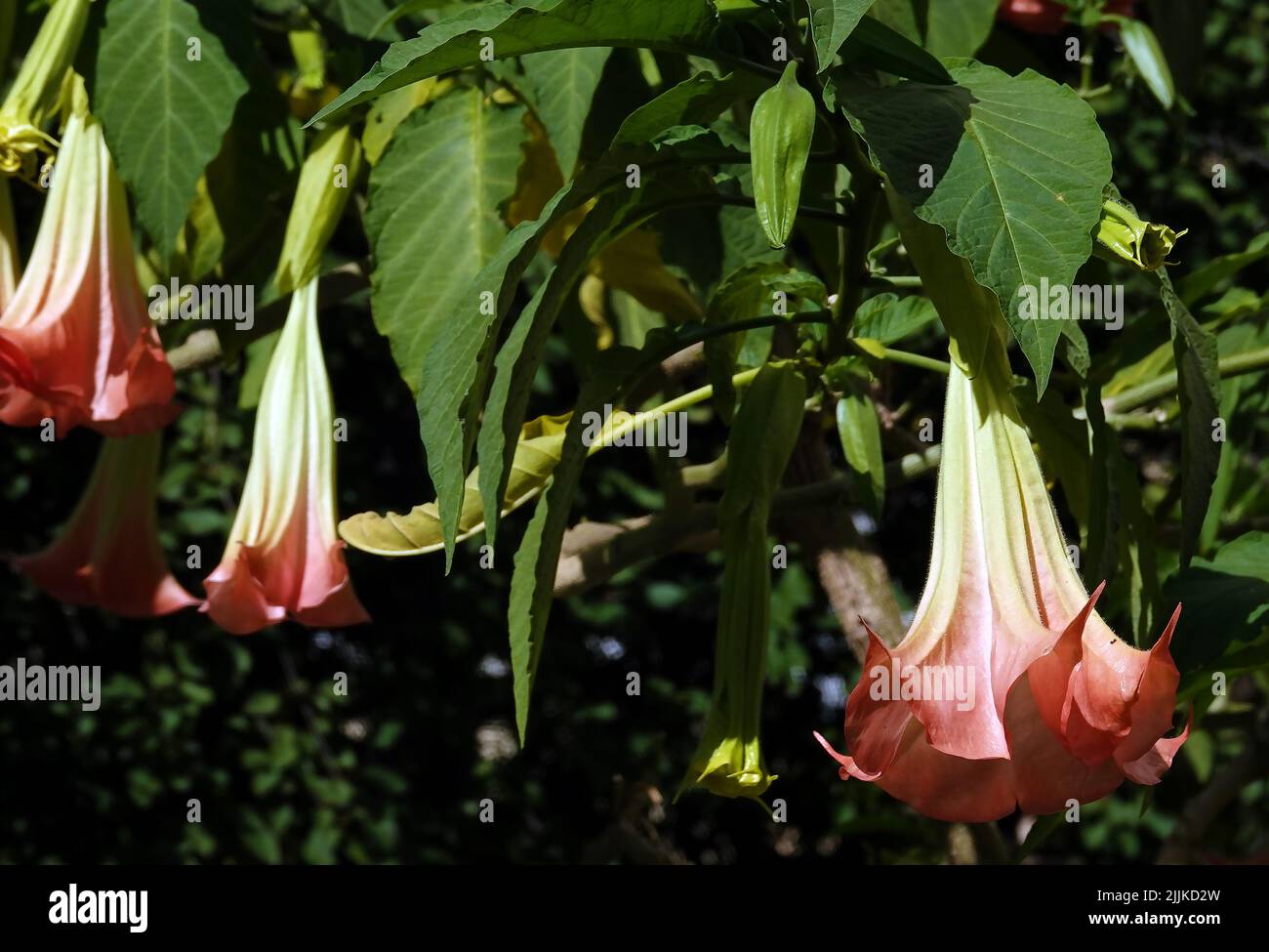 Flowers Brugmansia Fragrant - a tree and shrubs, Solanaceae genus ...